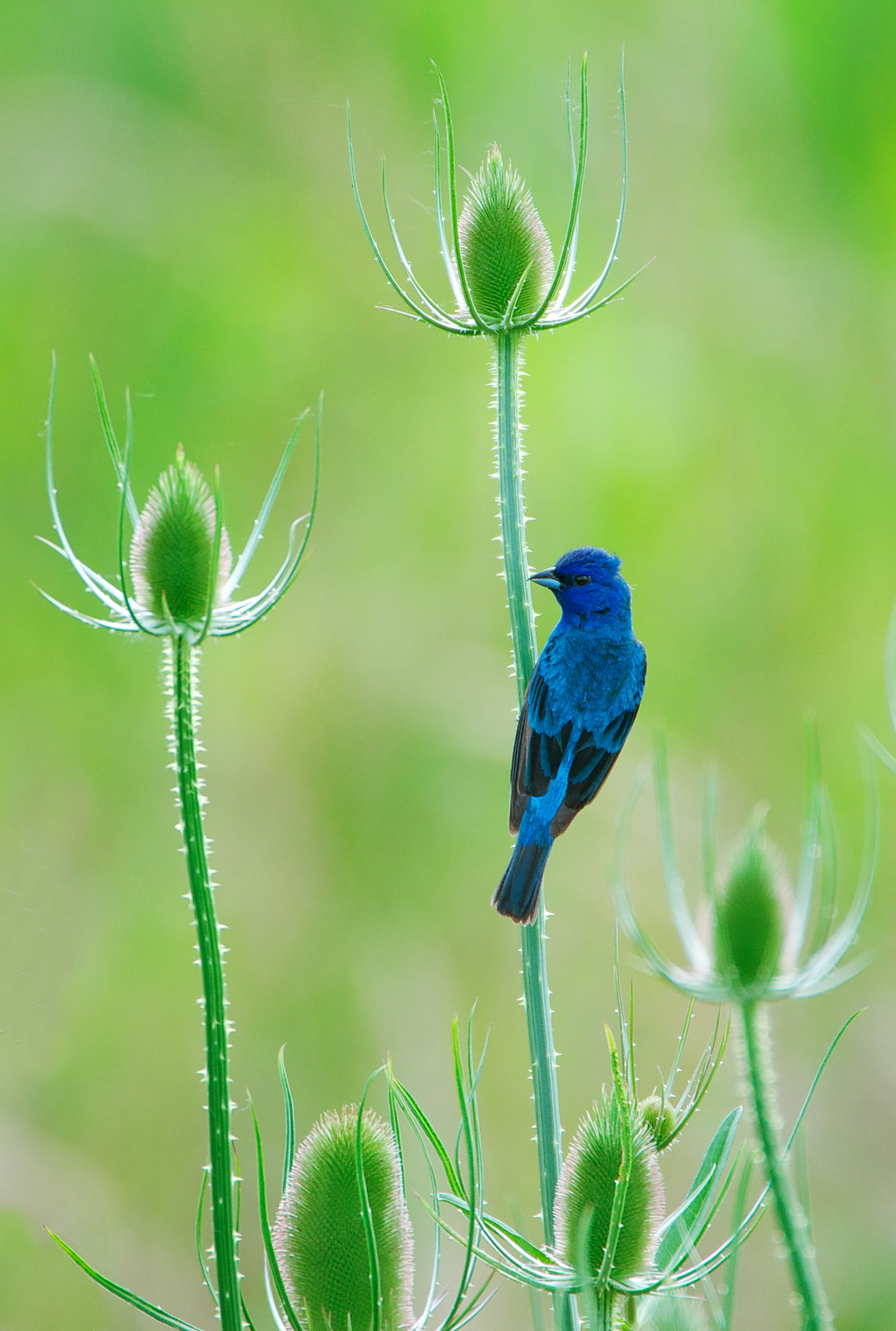 NW Bird Blog: Indigo Bunting